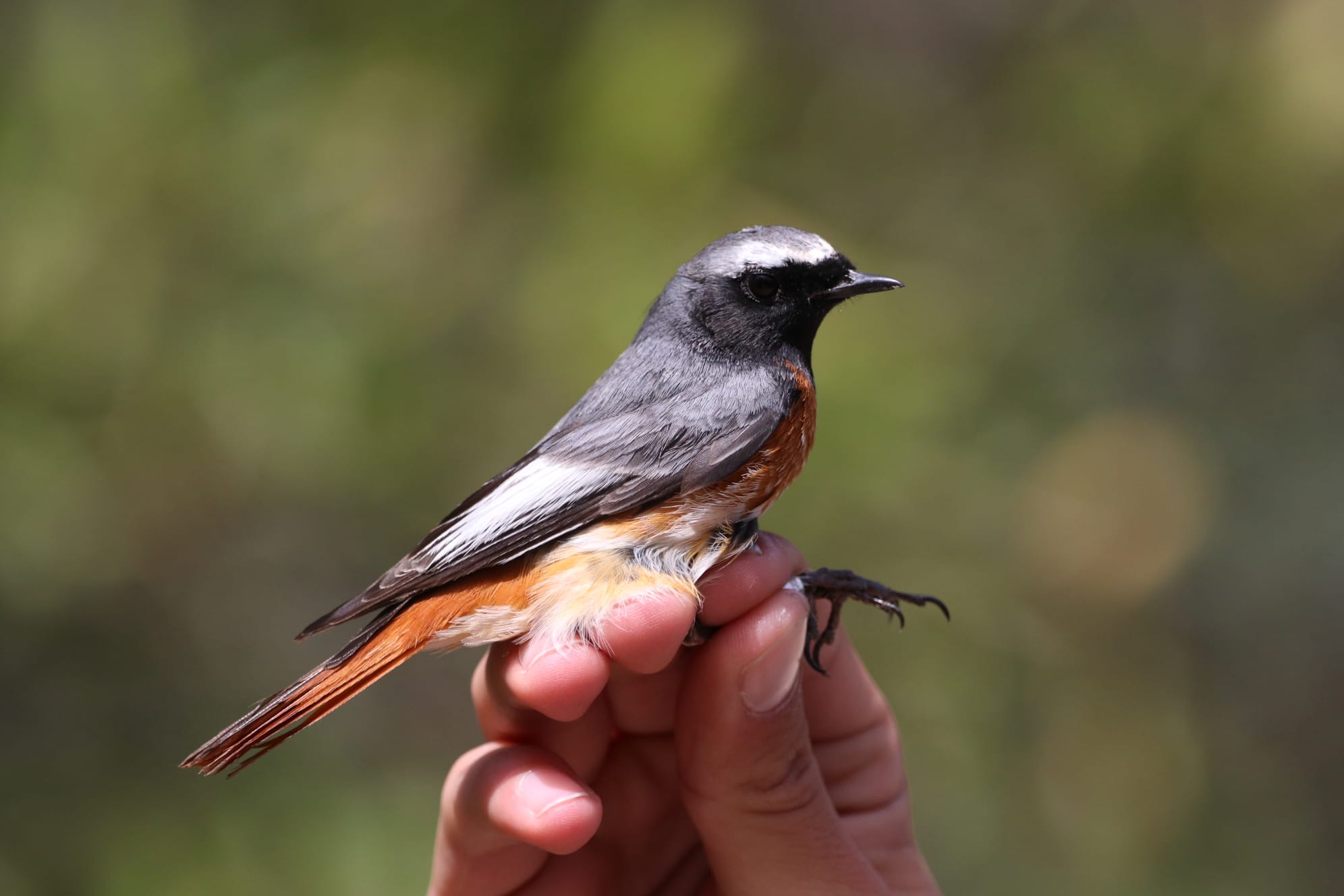 Feathers and Fur - an afternoon Bird Walk in the Jerusalem Bird ...
